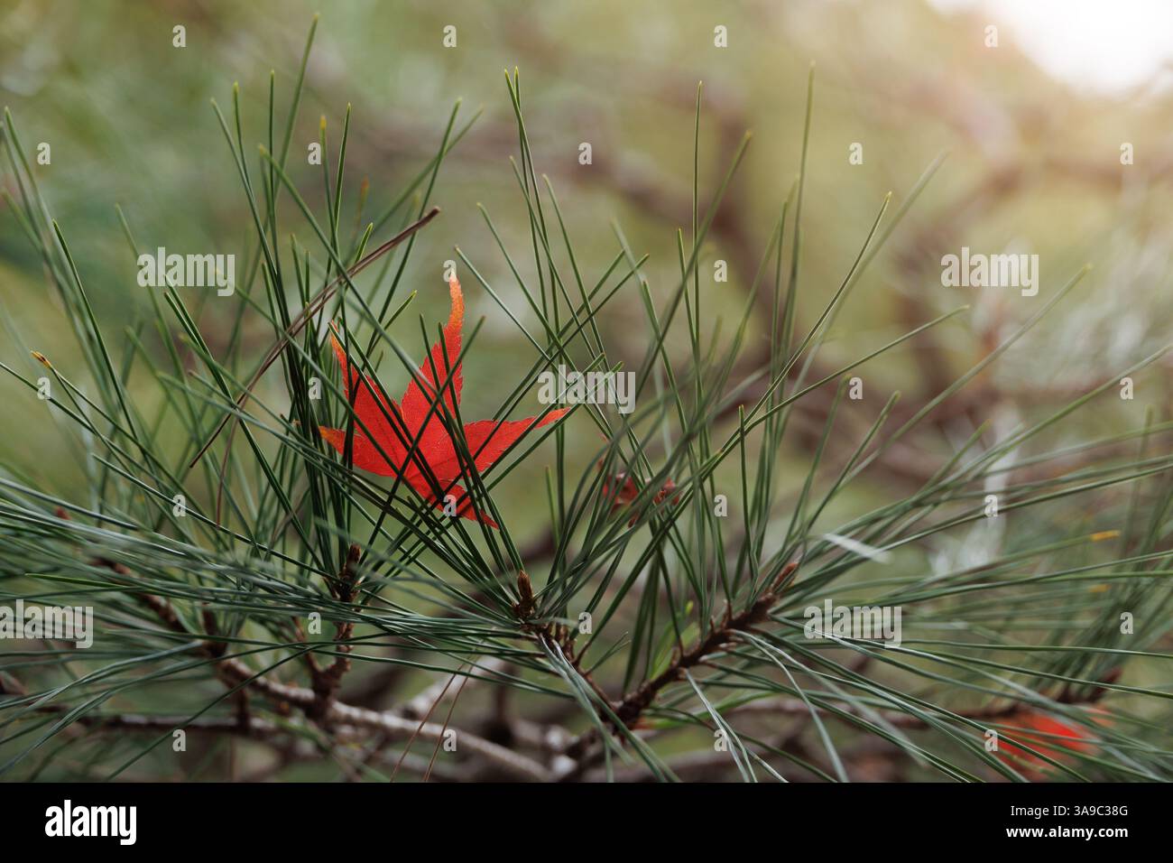 Japanese red pine trees hi-res stock photography and images - Alamy