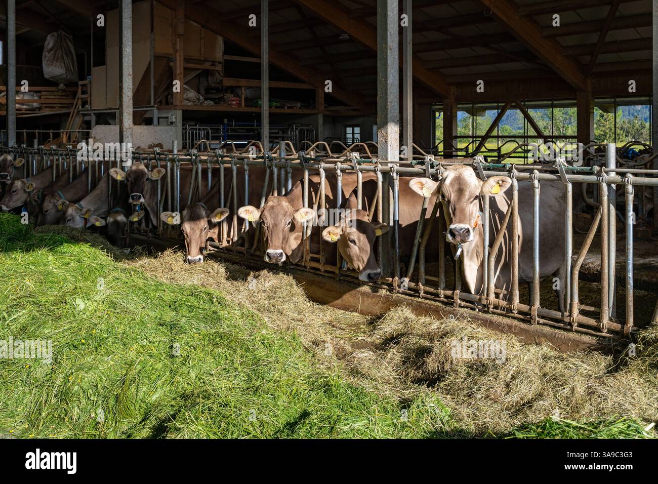 Braunviehkühe werden im Stall mit frischem Gras und Heu gefüttert ...