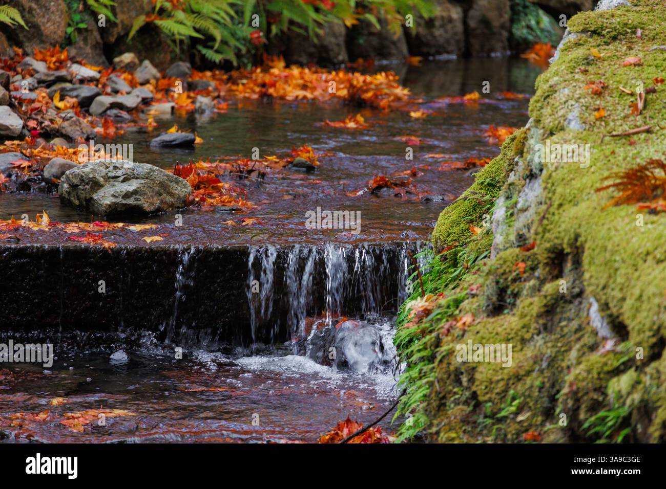 Beautiful autumn nature, red orange maple leaf drop on the river water ...