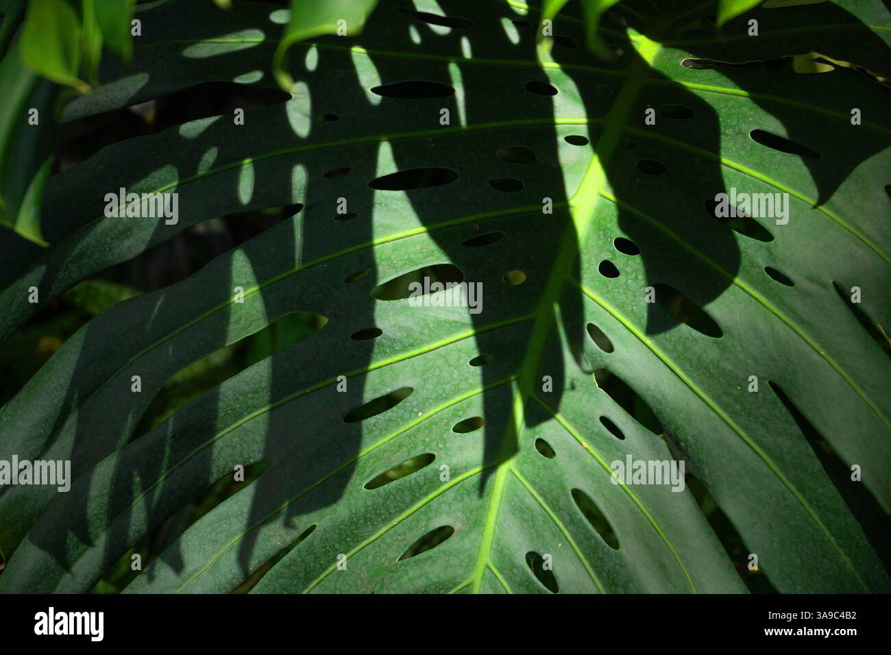 Tropical Rainforest Green leaves of Monstera philodendron nature plant ...