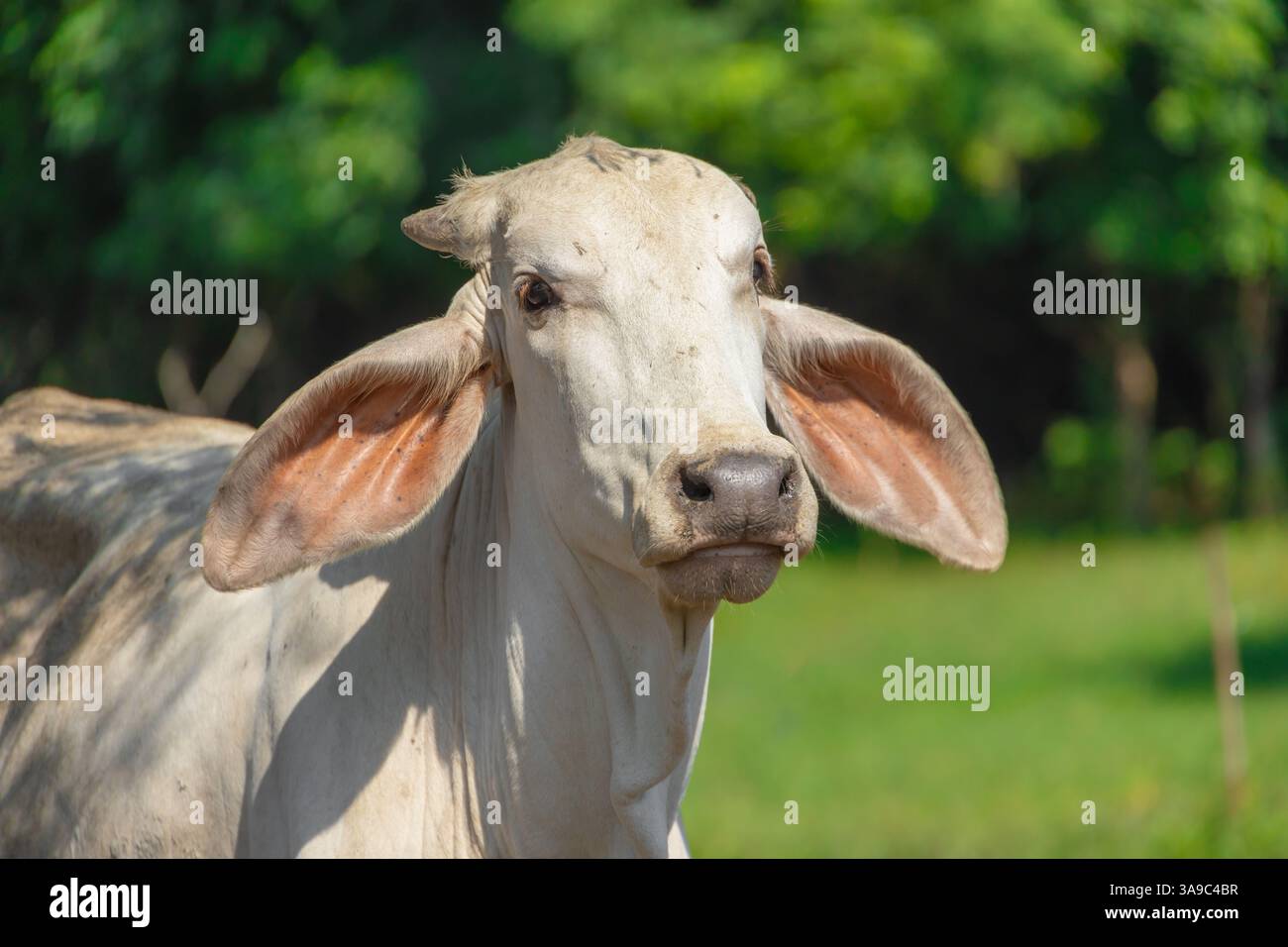 Southeast Asian native Thai cow cattle located in northern or Isaan ...