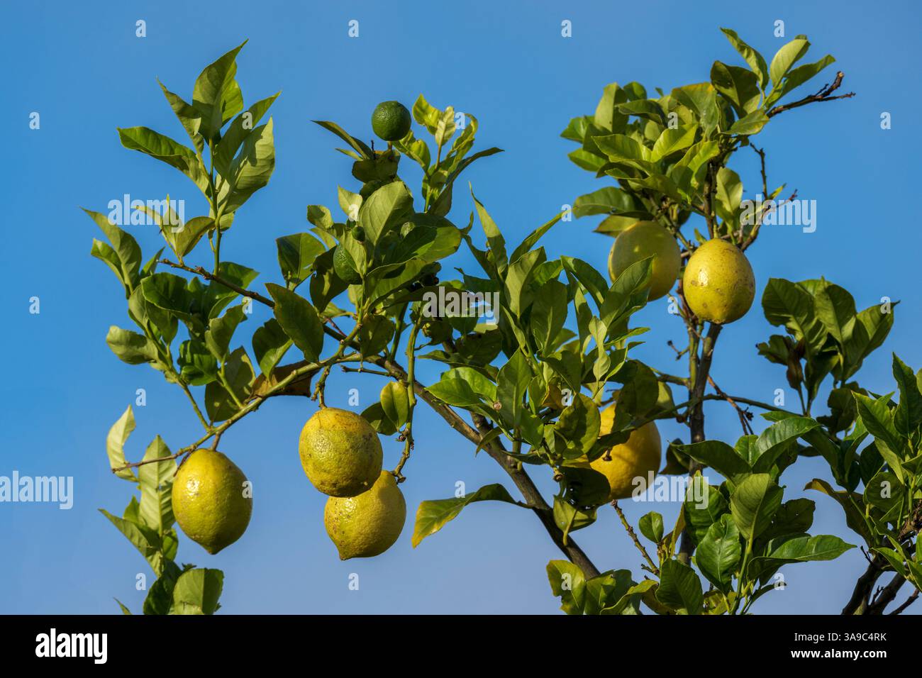 Lemons on a lemon tree against a blue sky. Western Cape. South Africa ...