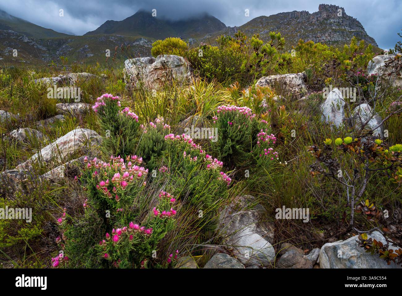 Pink everlasting, pink strawflower, Cape everlasting (Phaenocoma ...