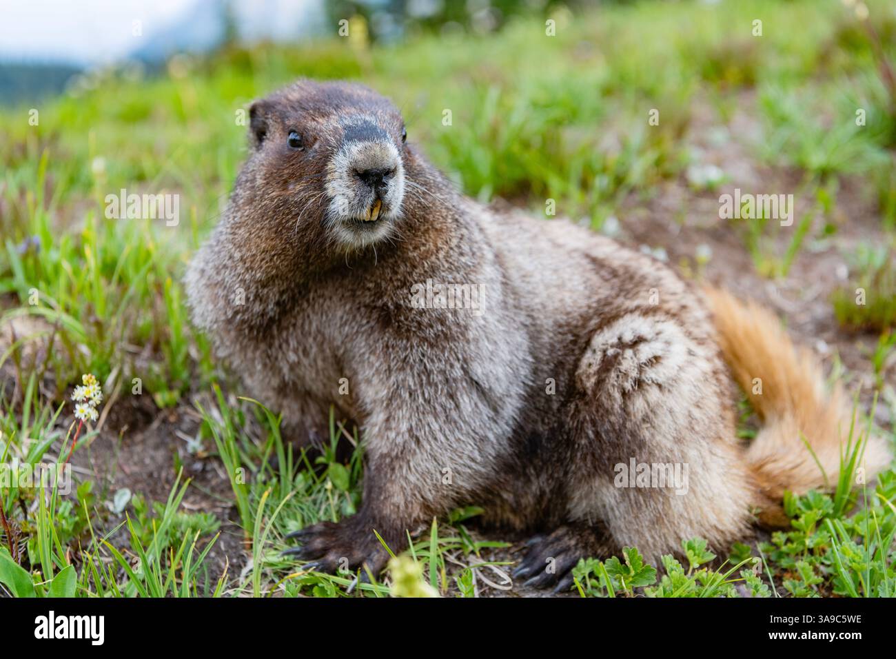 Rodent marmot animal. Marmot capybara. Marmot wild largest rodent ...