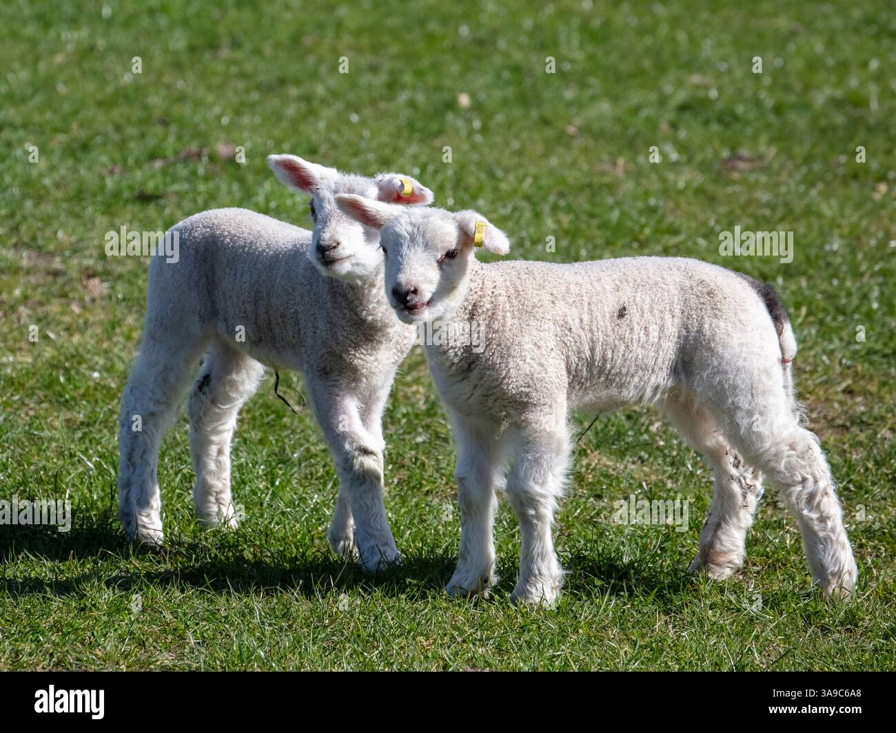 Lambs vegetation hi-res stock photography and images - Alamy