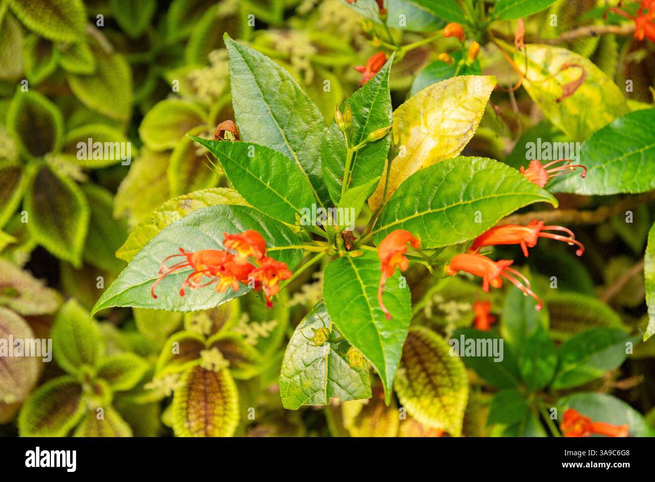 Zurich, Switzerland, July 21, 2024 Gesneria Ventricosa plant at the ...