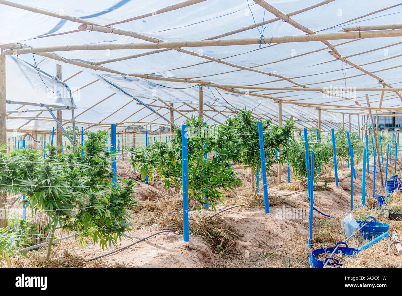 Hemp agriculture plant growing in farm sativa bleed. Marijuana Herbal ...