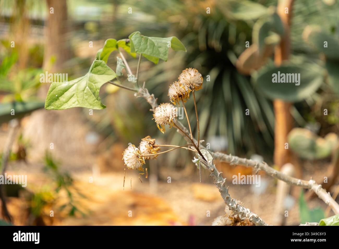 Zurich, Switzerland, July 21, 2024 Senecio Praecox plant at the ...