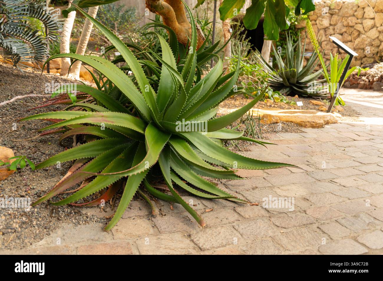 Genus aloe hi-res stock photography and images - Alamy