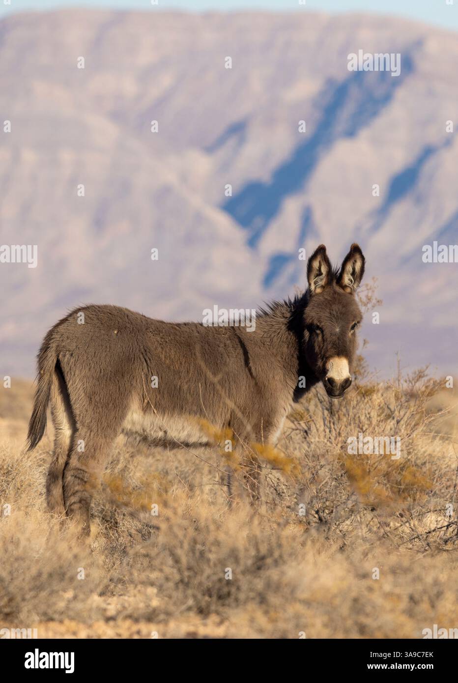 Wild Burro in the LAke Mead National Recreation Area in the Nevada ...