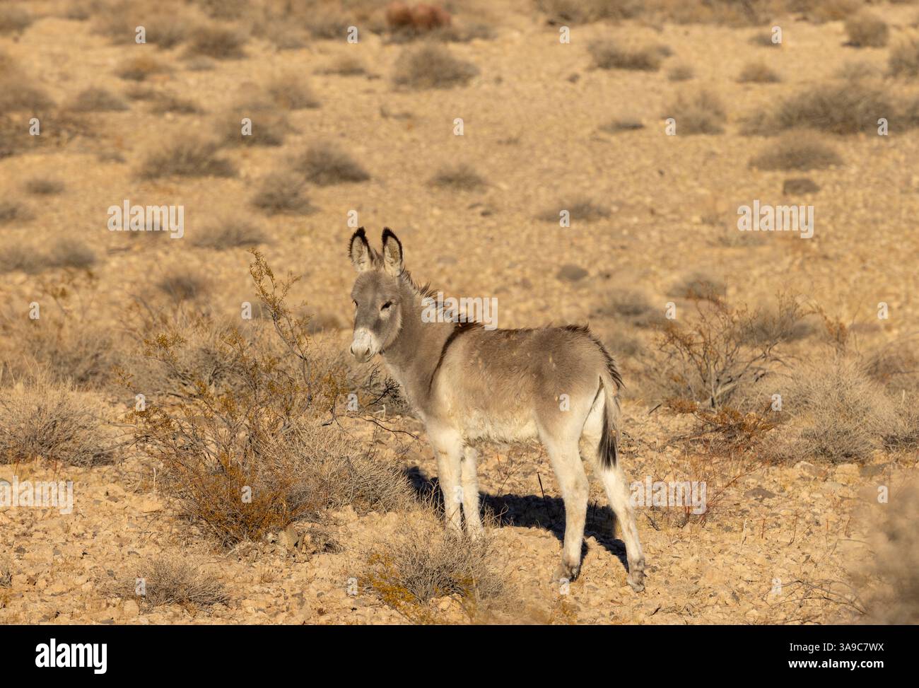 Wild Burro in the LAke Mead National Recreation Area in the Nevada ...
