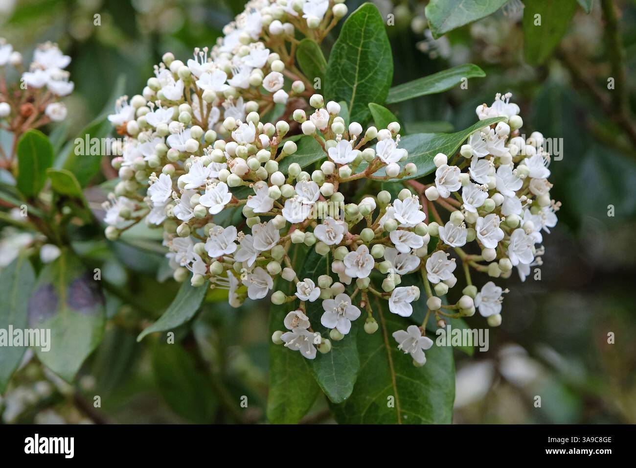 Tiny cluster of white flowers of the Viburnum ‘French White’ Stock ...