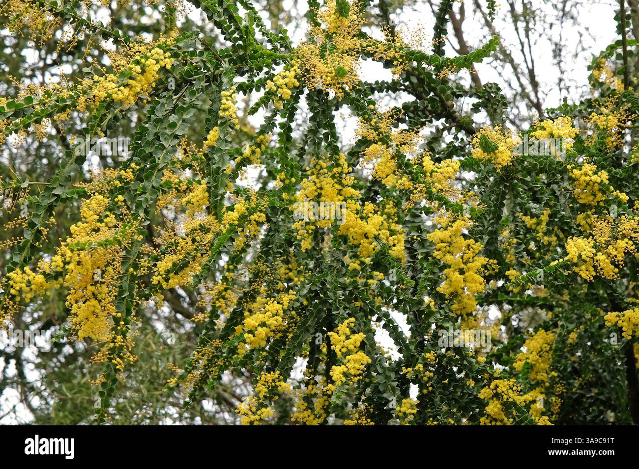 Wattle tree hi-res stock photography and images - Alamy