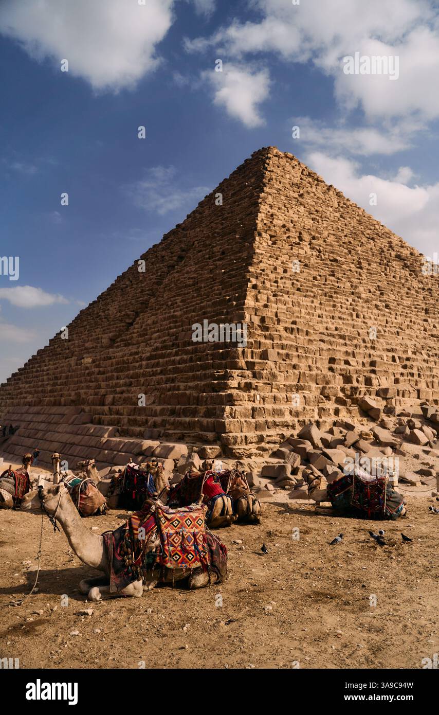 A Camel near the Great Pyramids An Iconic and Traditional Scene in ...
