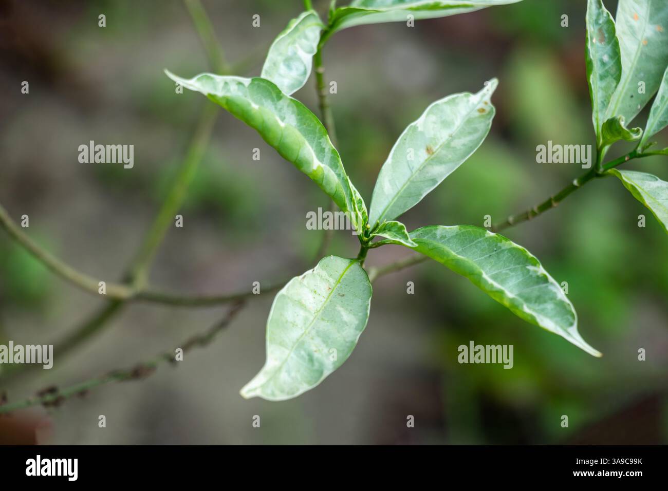 Crape jasmine, also known as pinwheel flower or Tagar, is a tropical ...