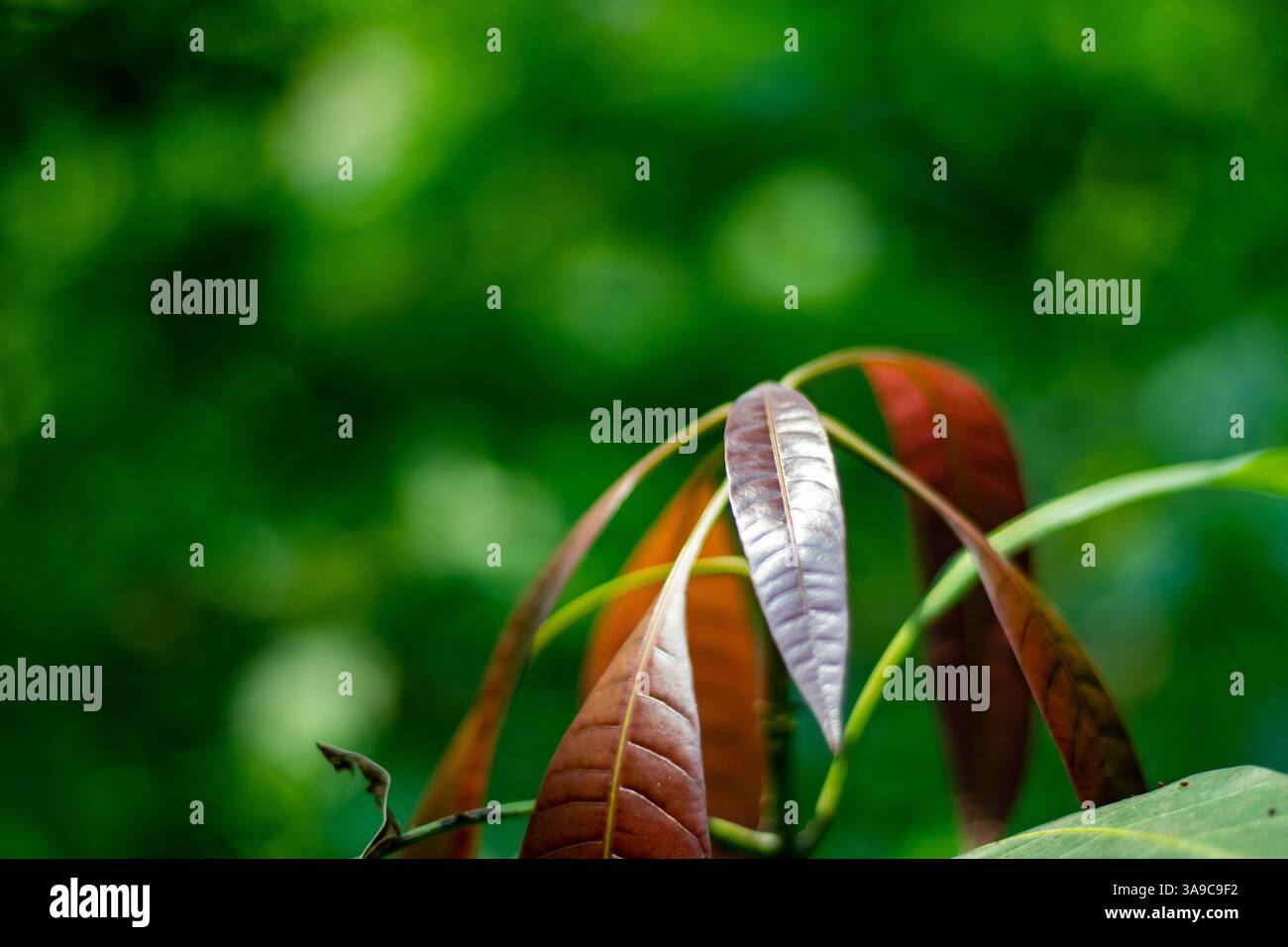 Mango leaves Mangifera indica are an essential part of the mango tree ...