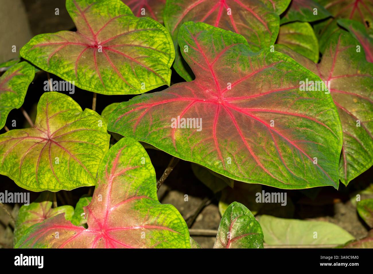 The Heart of Jesus plant Caladium bicolor. Renowned for its ornamental ...