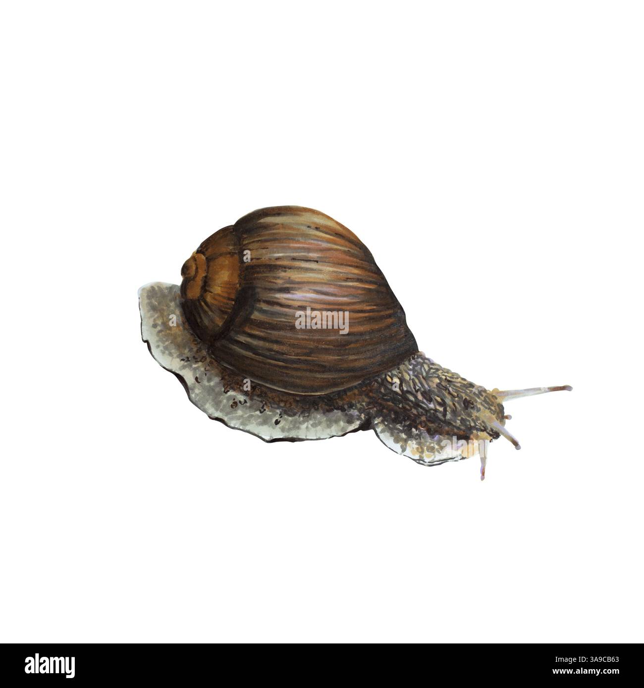 Realistic color illustration of snail, isolated on the white background ...