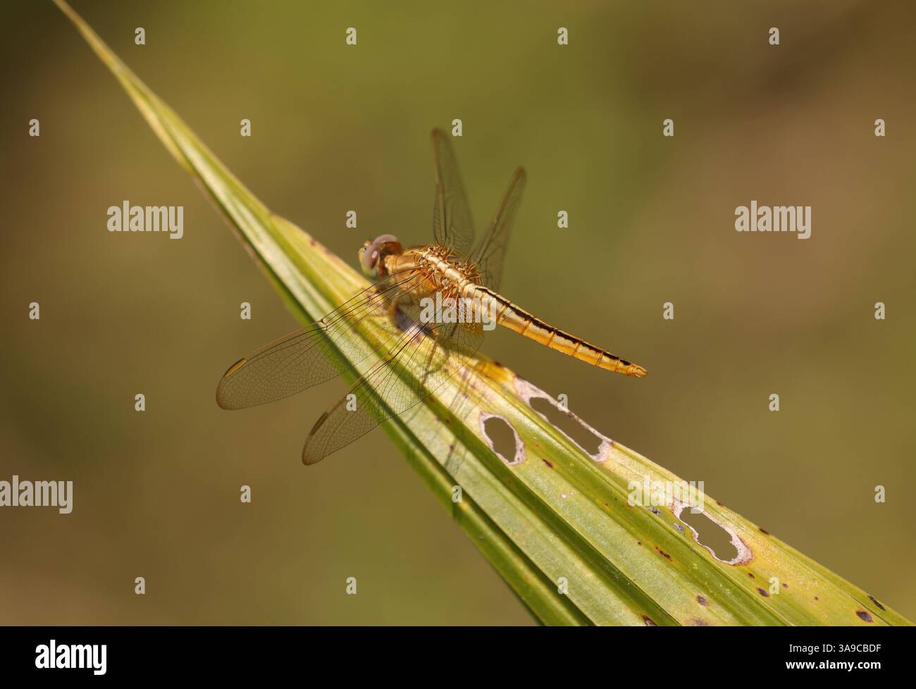 Scarlet Skimmer Dragonfly, female - Crocothemis servilia Stock Photo ...