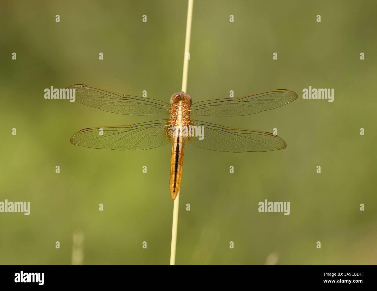 Scarlet Skimmer Dragonfly, female - Crocothemis servilia Stock Photo ...