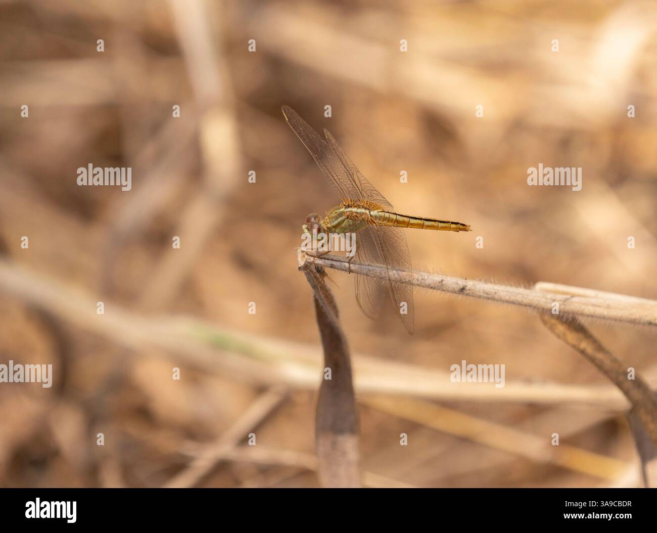 Scarlet Skimmer Dragonfly, female - Crocothemis servilia Stock Photo ...
