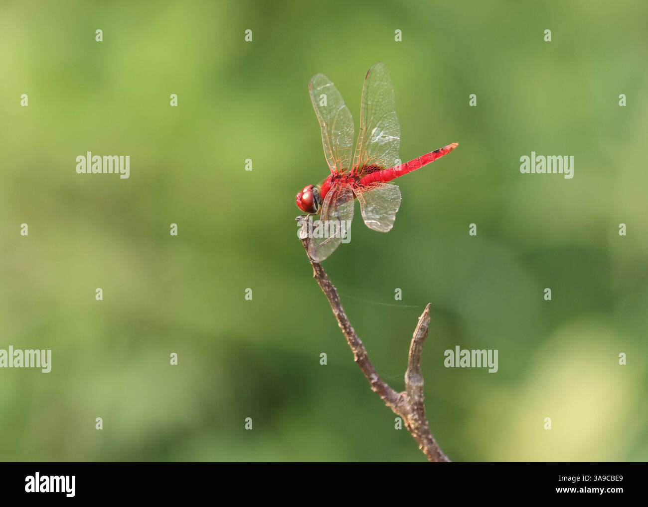 Greater Crimson Glider Dragonfly male - Urothemis signata Stock Photo ...