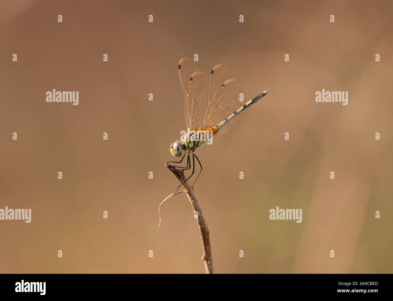 Long-legged Marsh Glider or Dancing Dropwing female - Trithemis ...