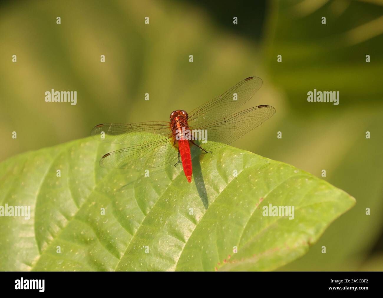 Spine legged redbolt hi-res stock photography and images - Alamy