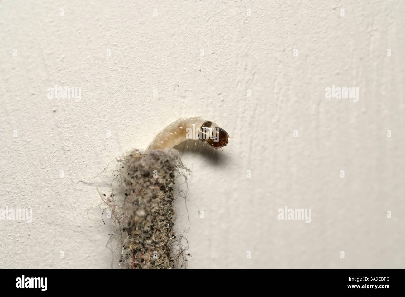 Moth larvae clothes hi-res stock photography and images - Alamy
