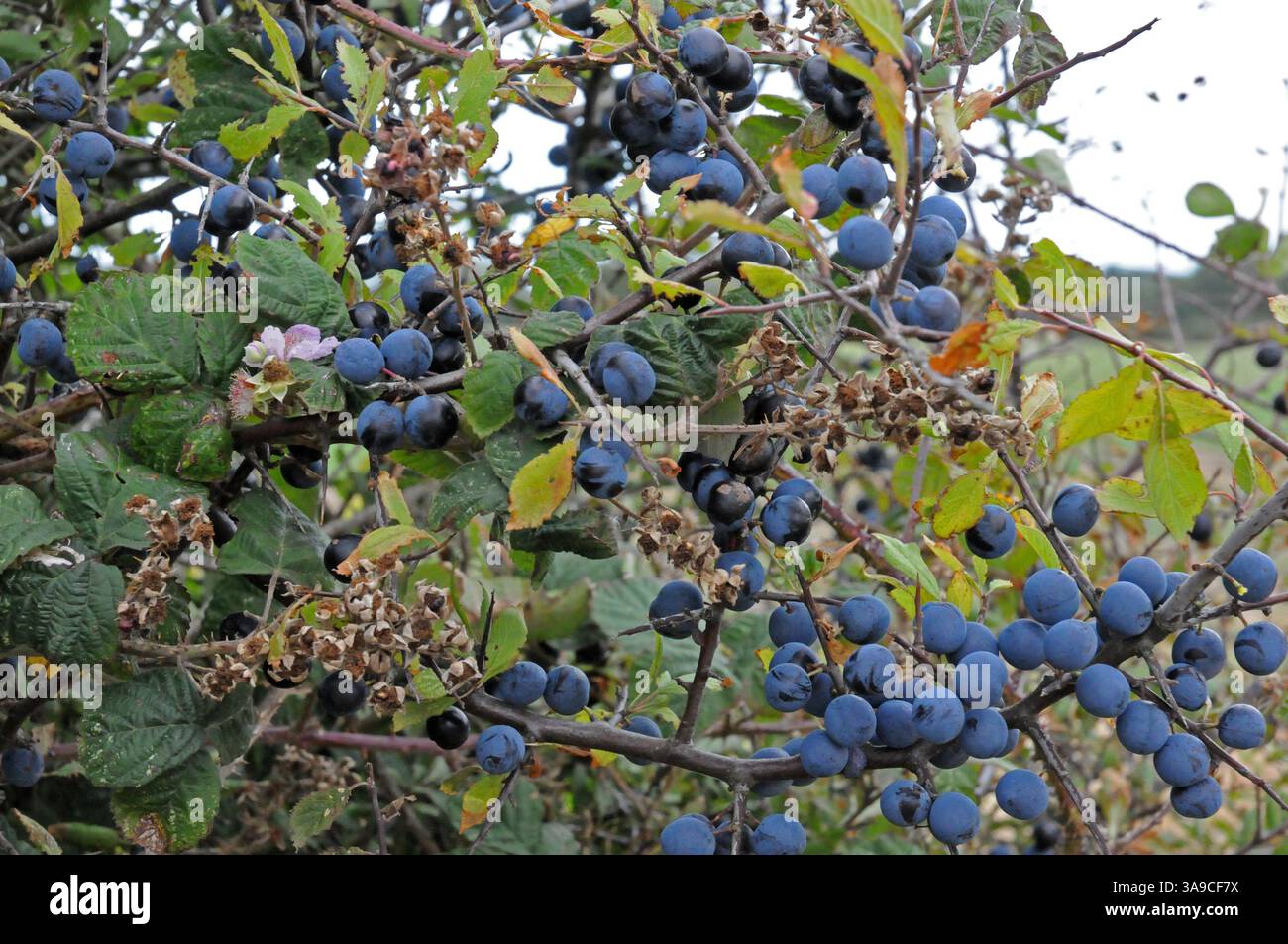 Good rootstock hi-res stock photography and images - Alamy