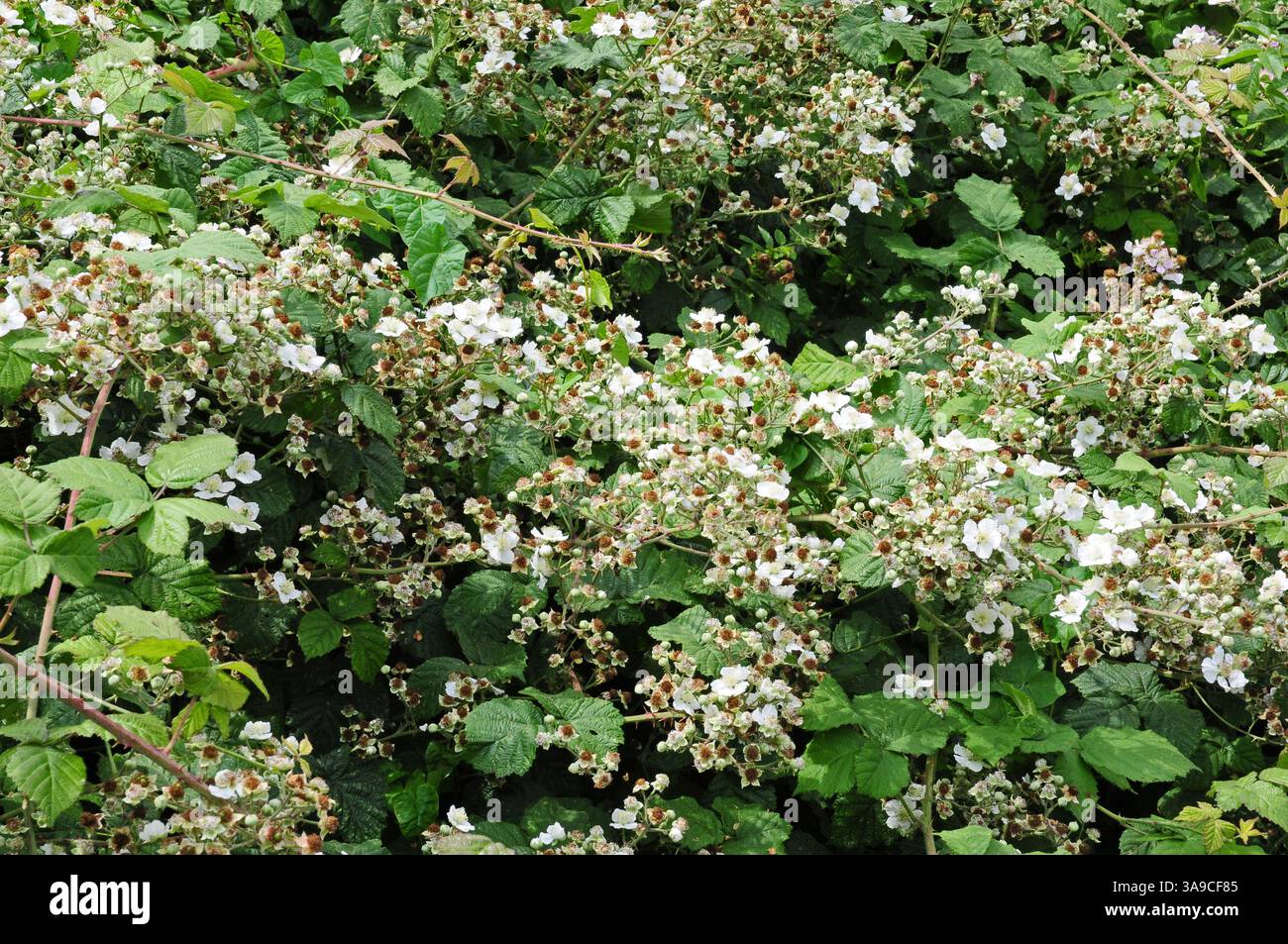 Hardy brambles hi-res stock photography and images - Alamy
