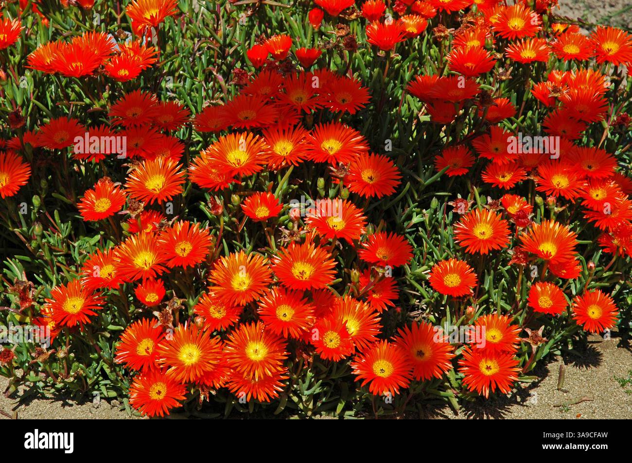 Lampranthus, April, Sark, Channel Islands Stock Photo - Alamy