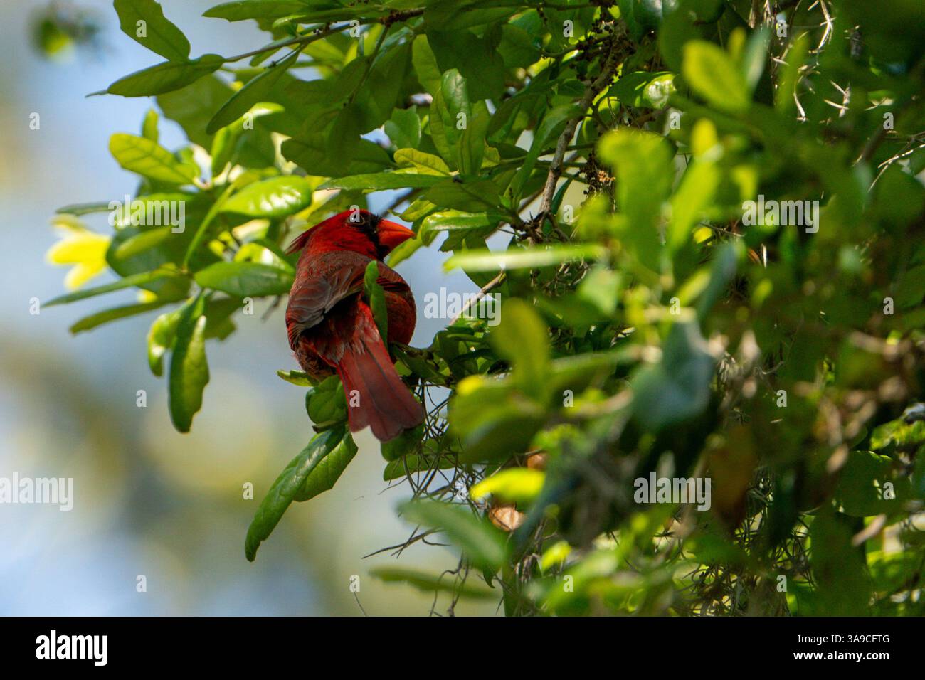 Northern Cardinal perched in a tree Stock Photo - Alamy