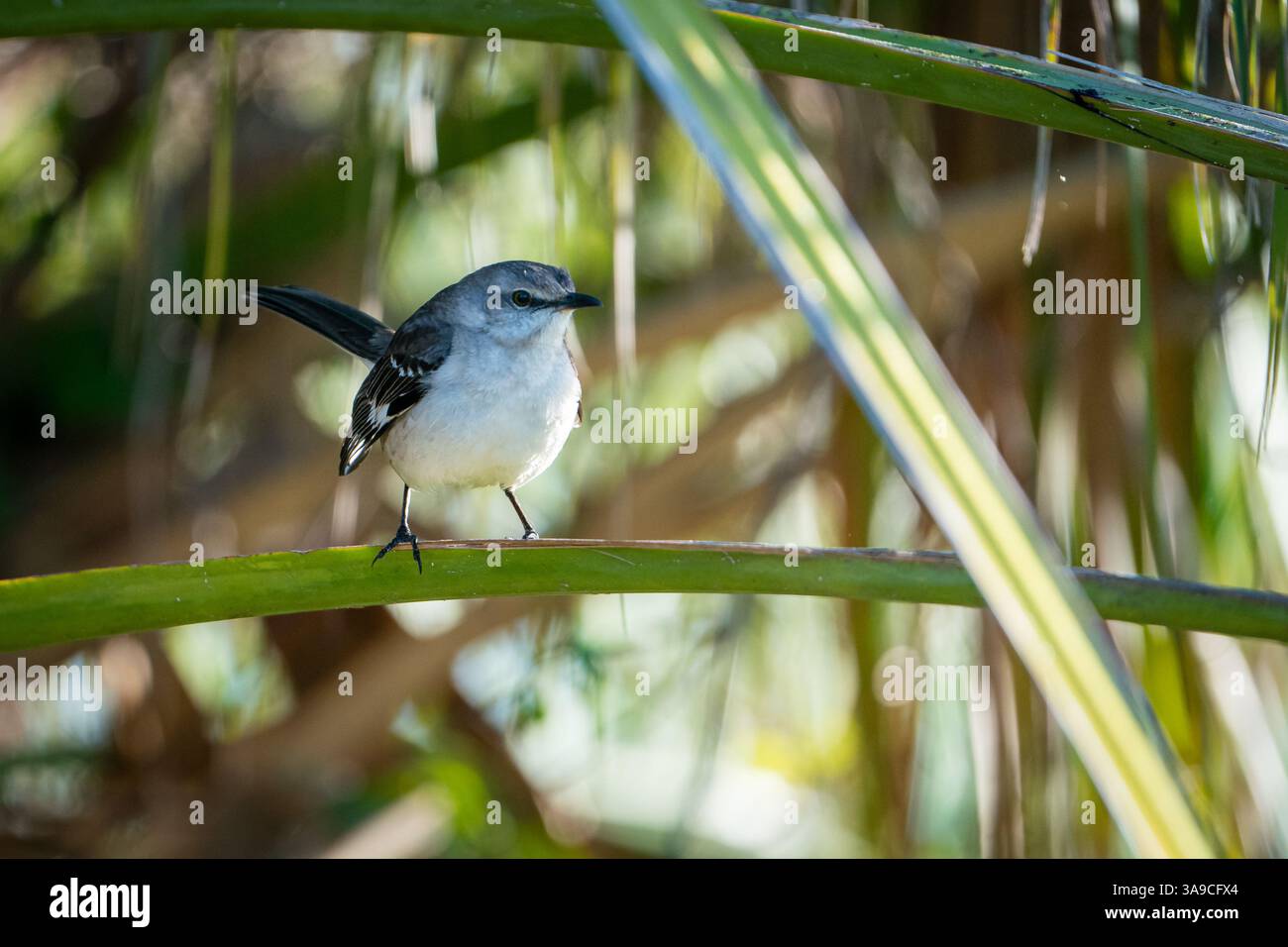 Northern Mockingbird perched on a plant Stock Photo - Alamy