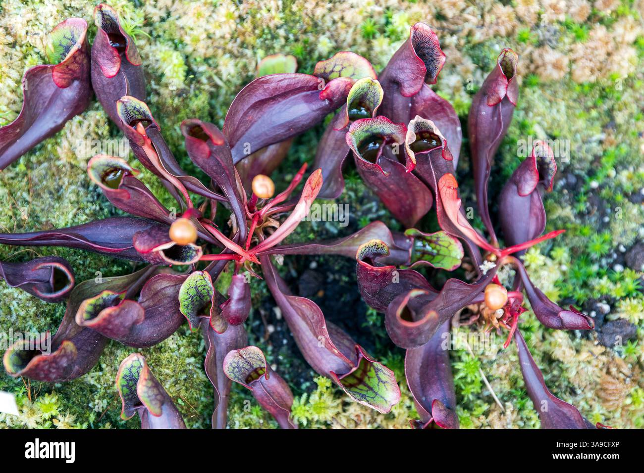 Sarracenia psittacina, also known as parrot pitcher plant, a ...