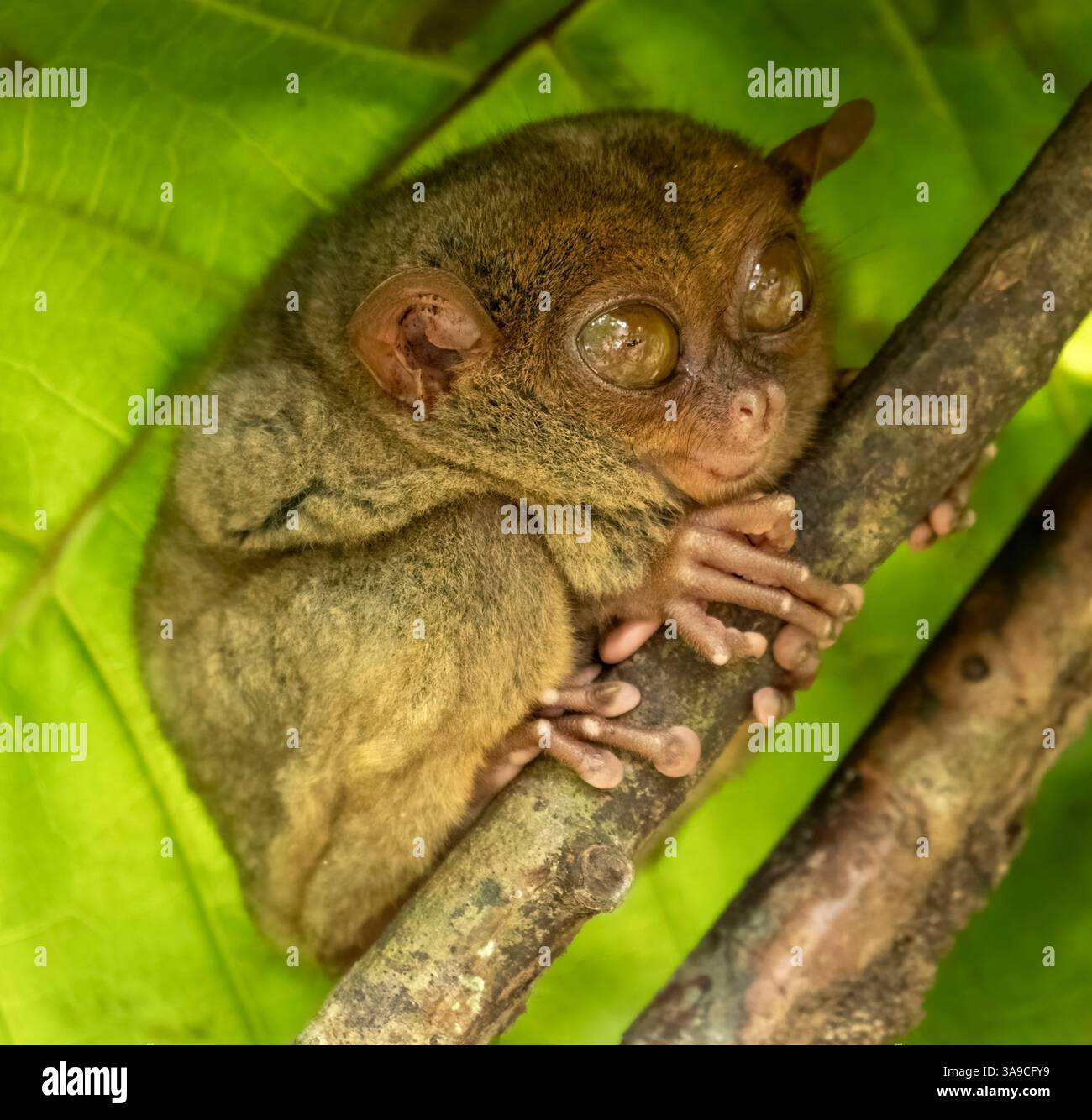 Tarsier monkey on tree in Philippines Stock Photo - Alamy