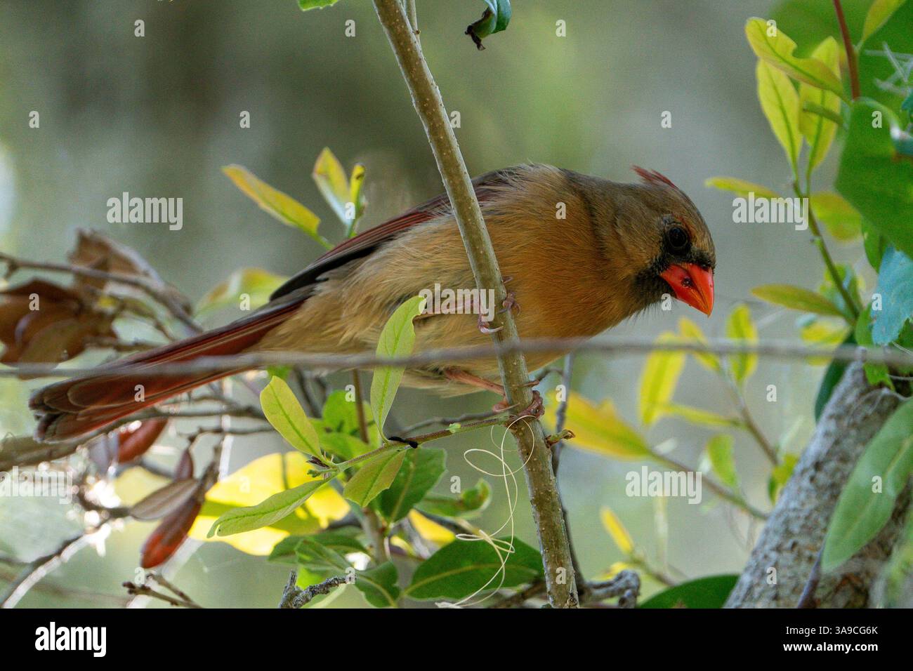 Female Northern Cardinal on a branch Stock Photo - Alamy