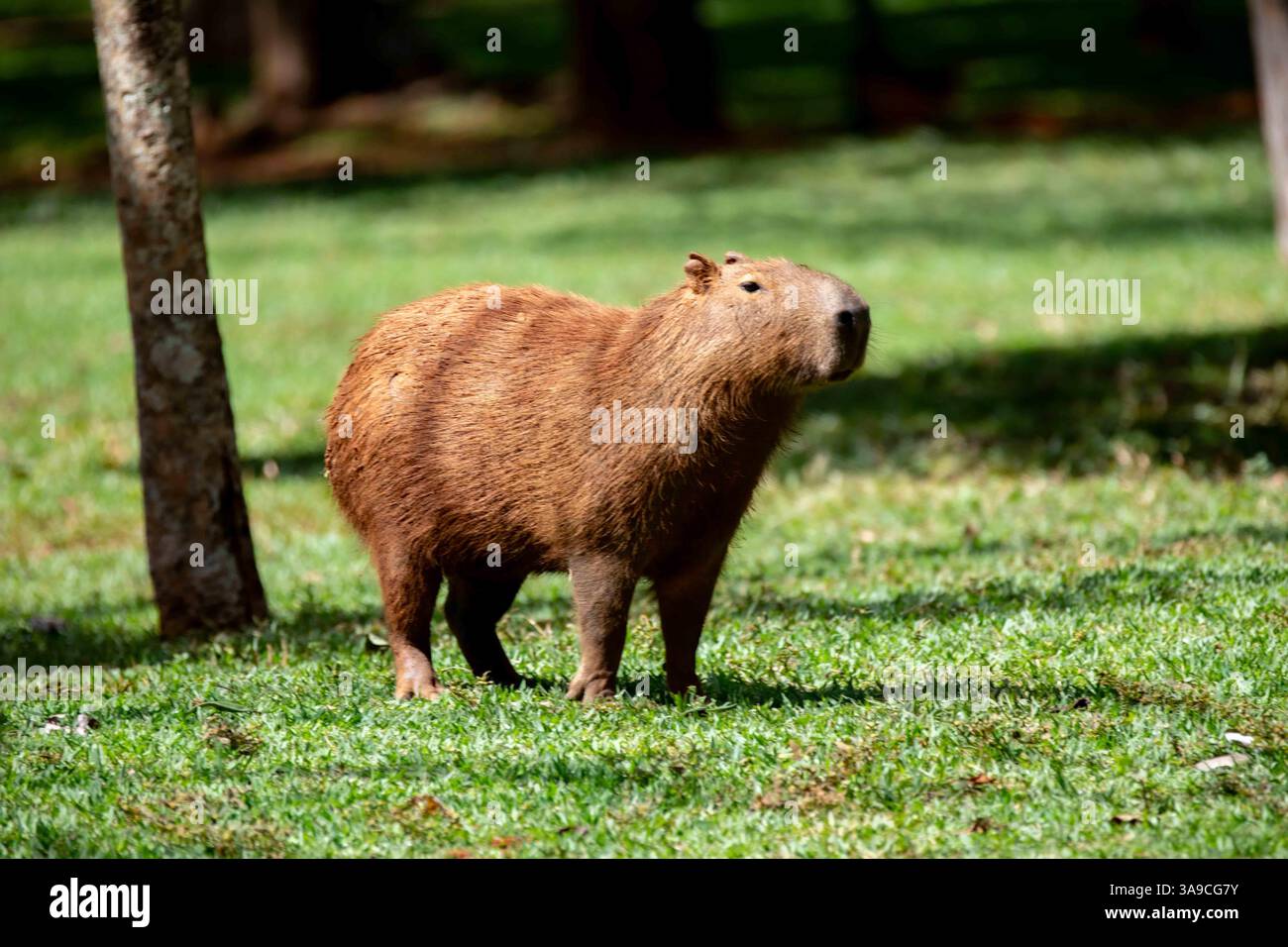 Typical Brazilian capybara, the largest rodent in the Americas, grazing ...