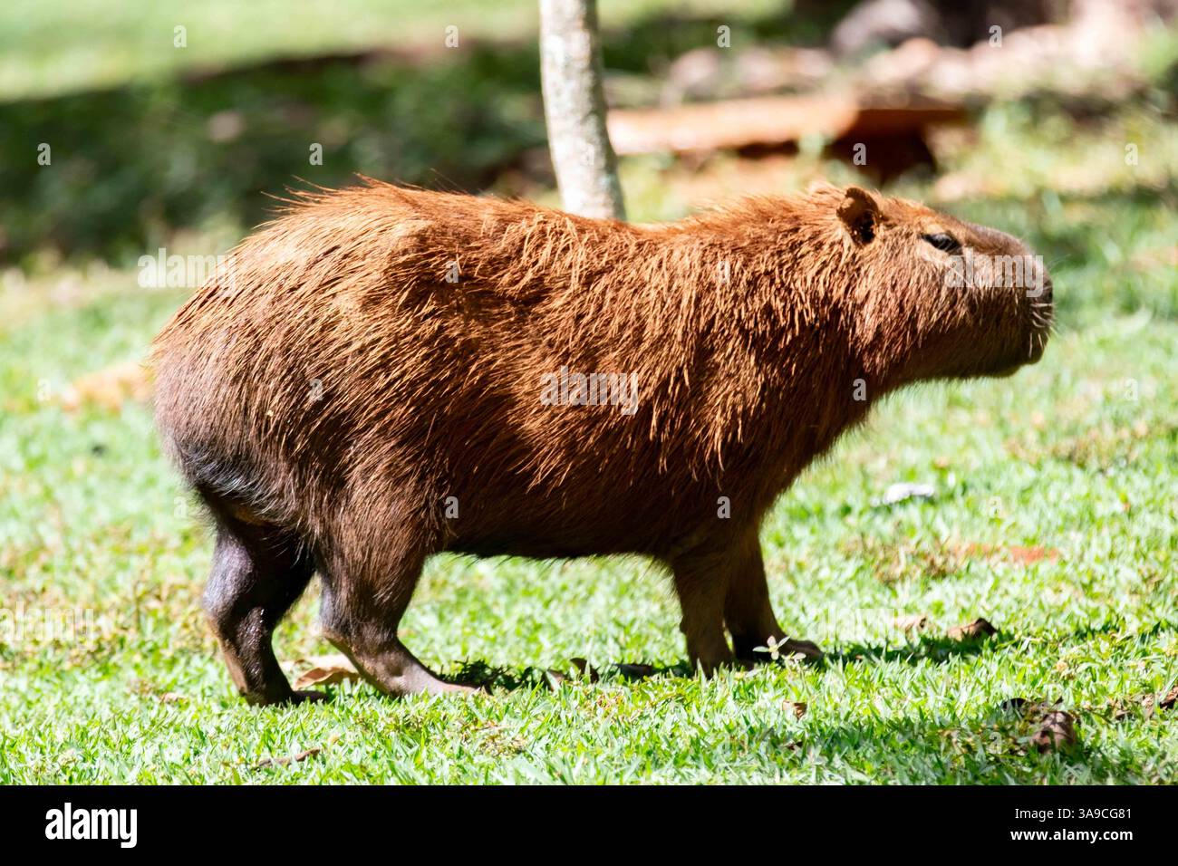 Typical Brazilian capybara, the largest rodent in the Americas, grazing ...