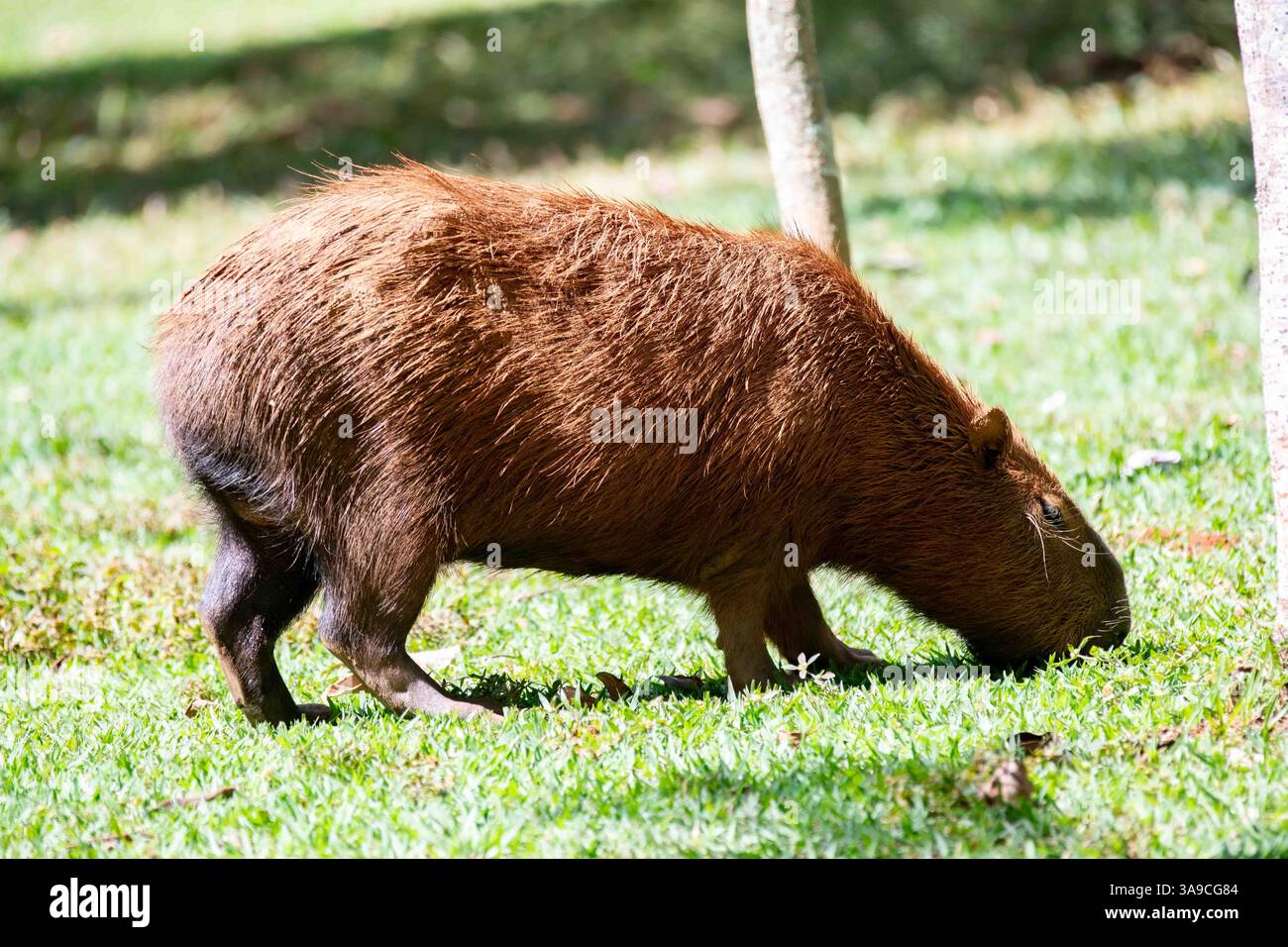 Typical Brazilian capybara, the largest rodent in the Americas, grazing ...