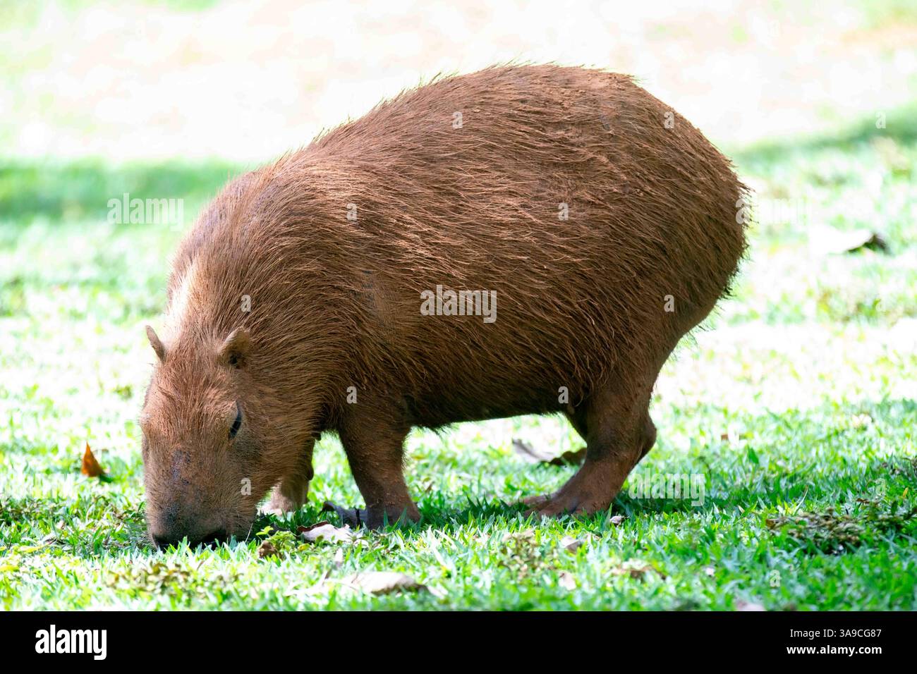 Typical Brazilian capybara, the largest rodent in the Americas, grazing ...