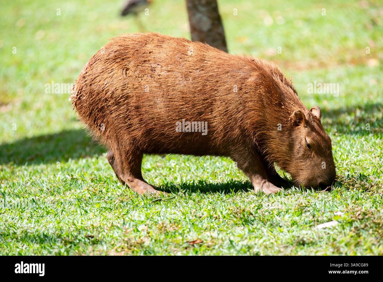 Typical Brazilian capybara, the largest rodent in the Americas, grazing ...