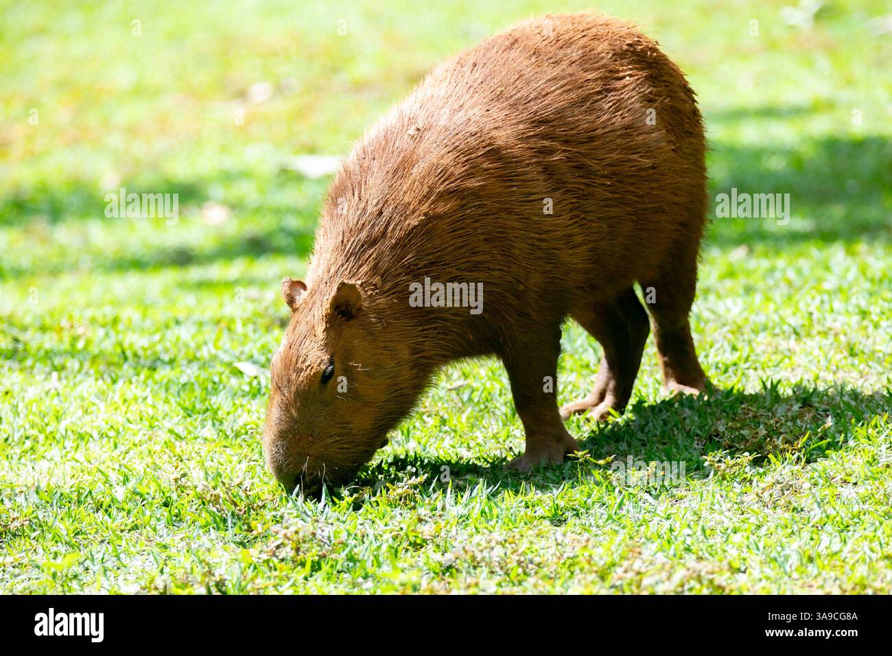 Typical Brazilian capybara, the largest rodent in the Americas, grazing ...