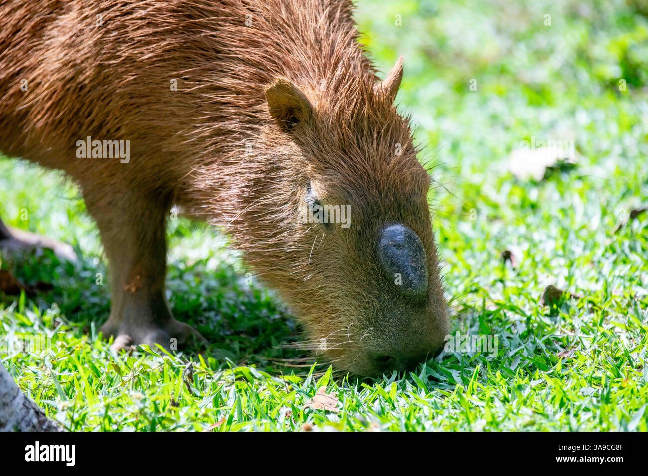 Typical Brazilian capybara, the largest rodent in the Americas, grazing ...