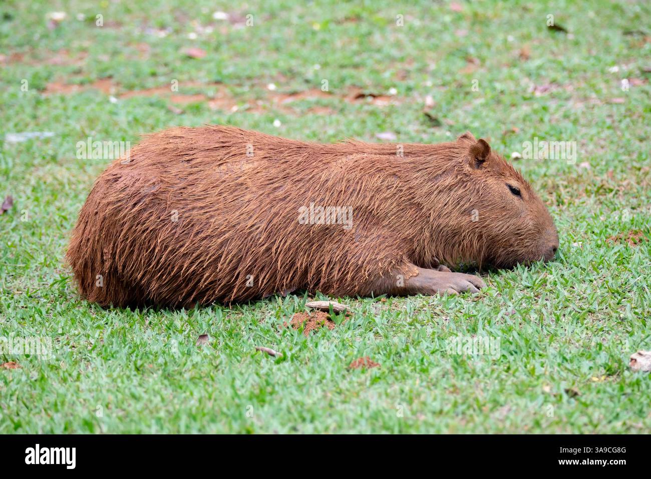 Typical Brazilian capybara, the largest rodent in the Americas, grazing ...