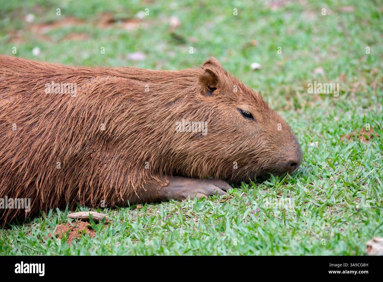 Typical Brazilian capybara, the largest rodent in the Americas, grazing ...
