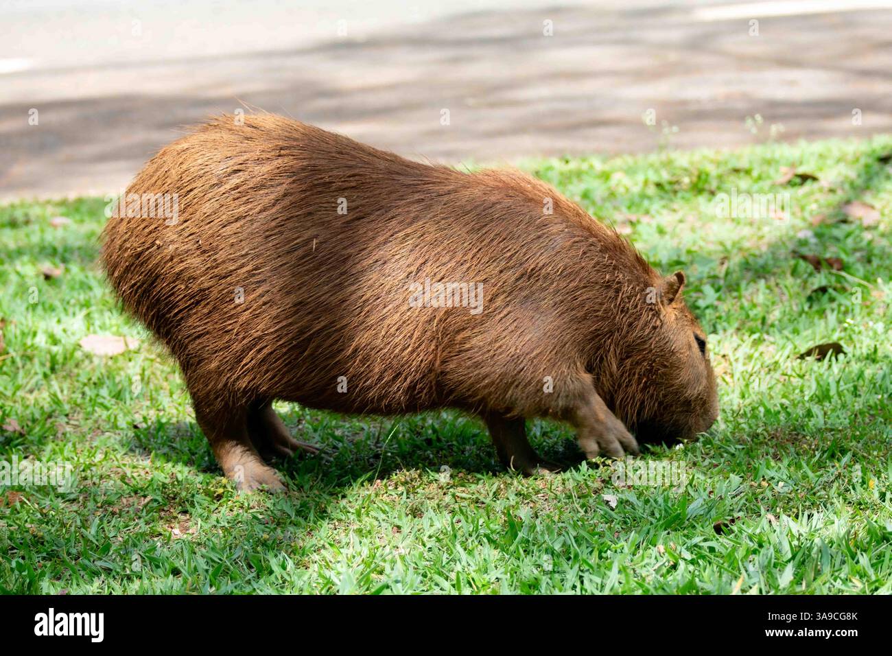Typical Brazilian capybara, the largest rodent in the Americas, grazing ...