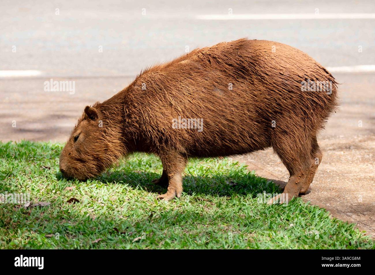 Typical Brazilian capybara, the largest rodent in the Americas, grazing ...