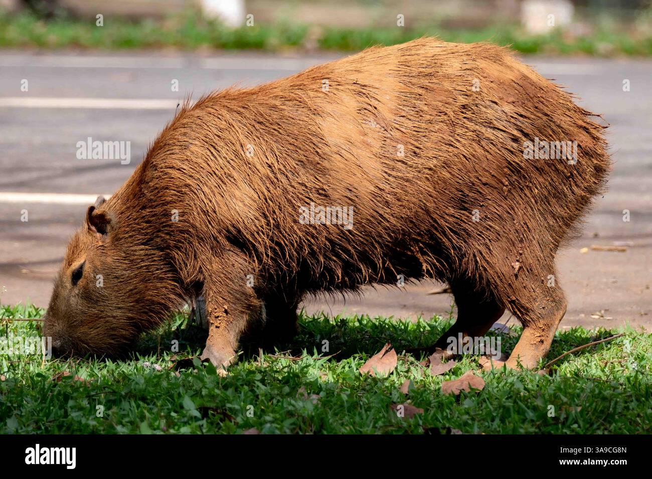Typical Brazilian capybara, the largest rodent in the Americas, grazing ...