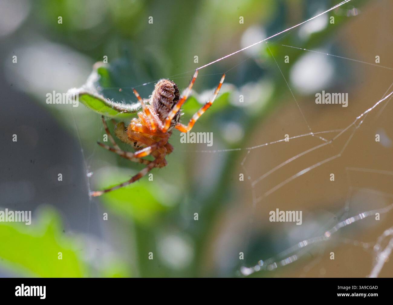 Korsspindel Araneus diadematus European garden spider in net Stock ...